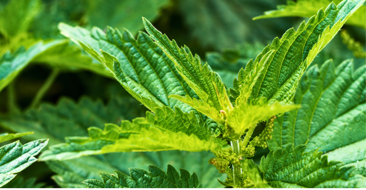 April Foraging Guide Nettles Recipes and Seasonal Wild Food | National ...