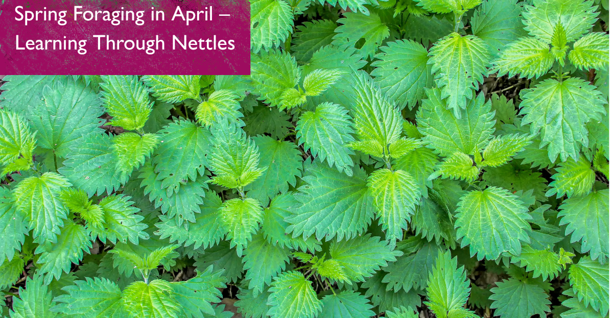 April Foraging Guide Nettles Recipes and Seasonal Wild Food | National ...