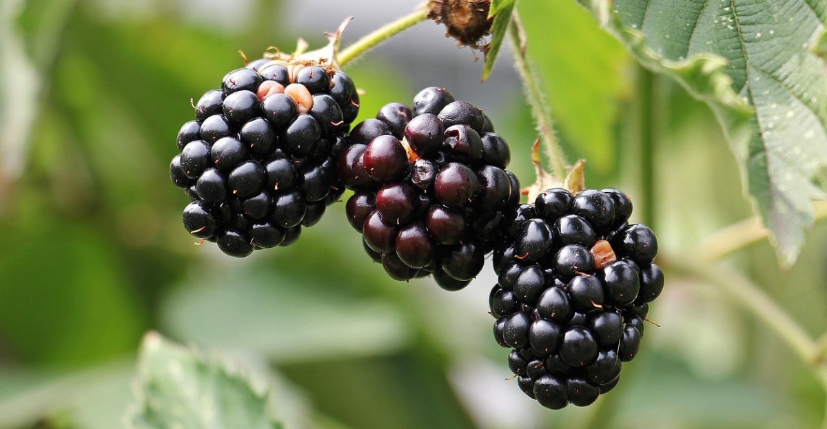 August Foraging Guide – Wild Foods & Recipes | National Allotment Society