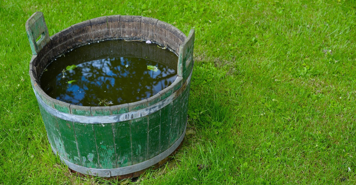 Rainwater Harvesting on Your Allotment | National Allotment Society