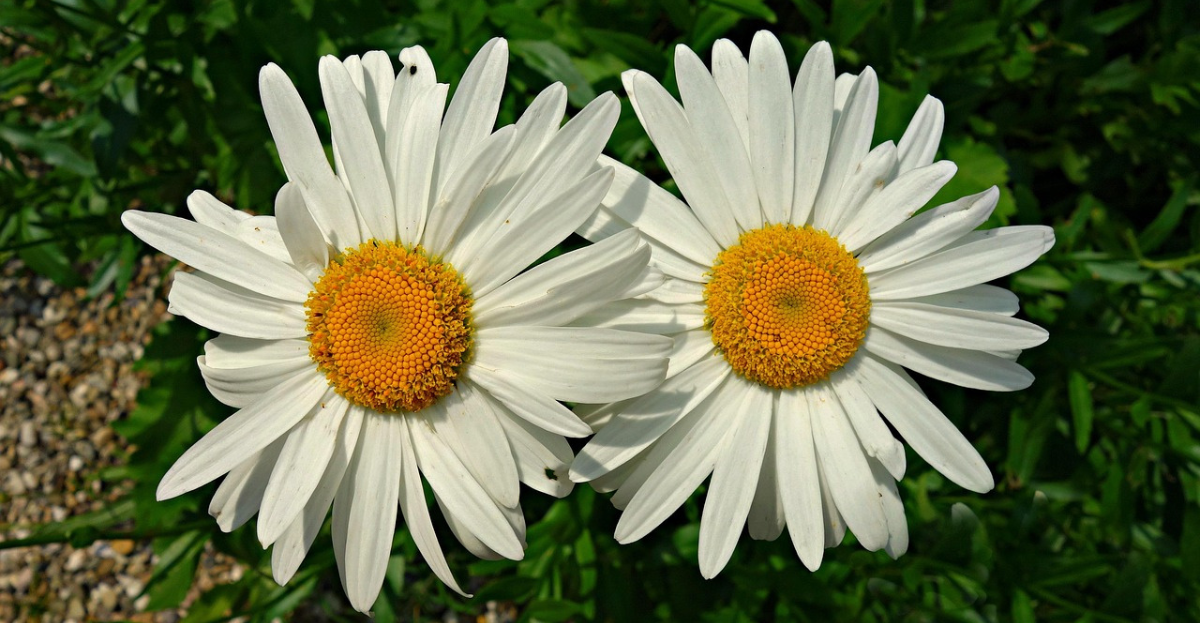 Foraging in May | National Allotment Society