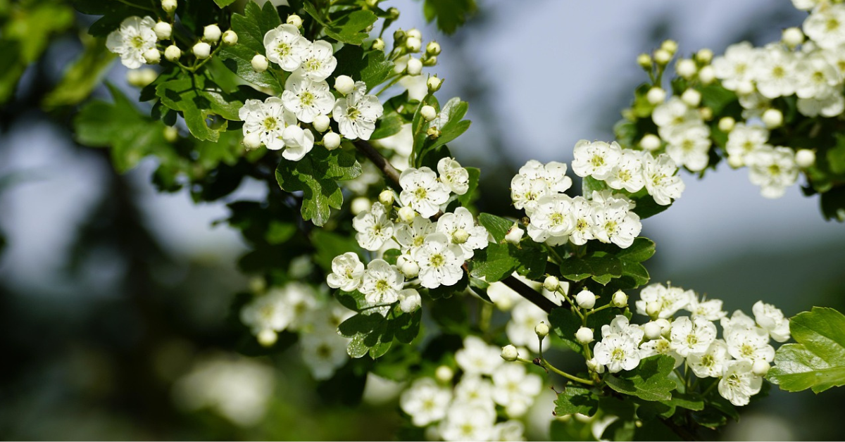 Foraging in May | National Allotment Society