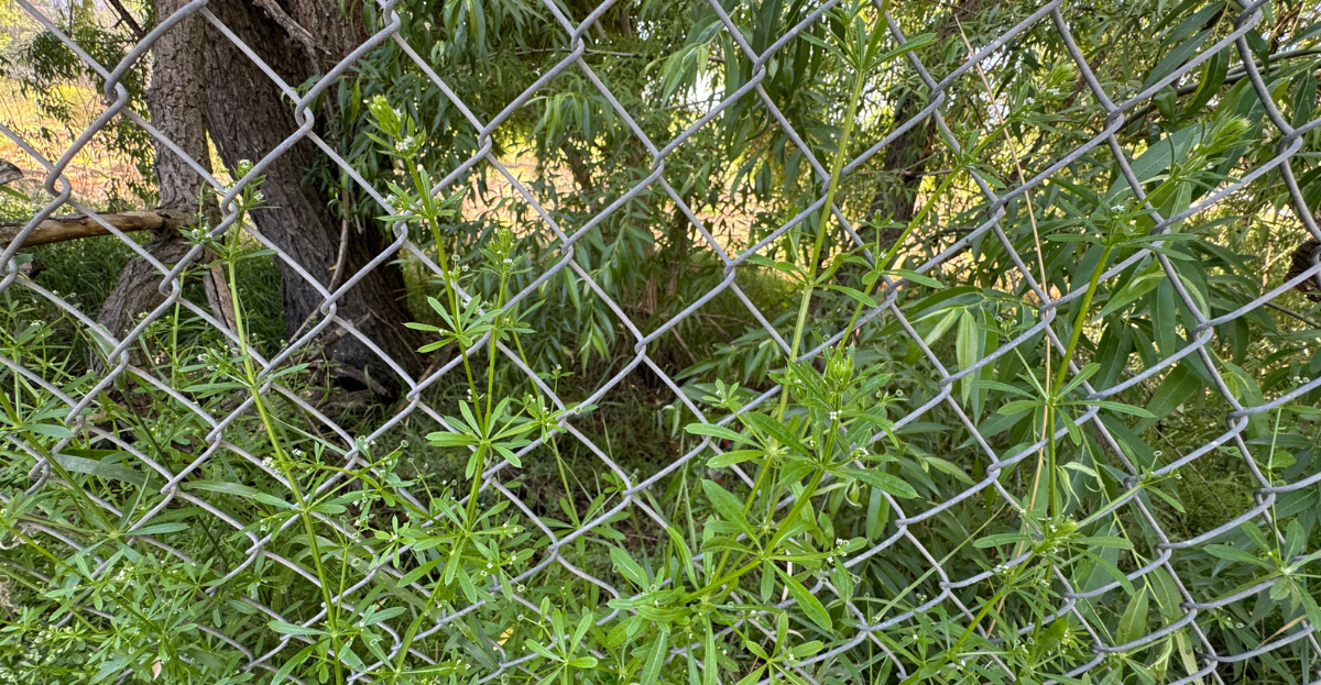 Your Allotment Weed Survival Guide | National Allotment Society